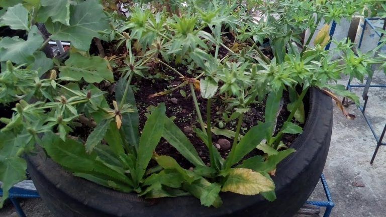 El Culantro y sus beneficios para la salud y sus propiedades alimenticias