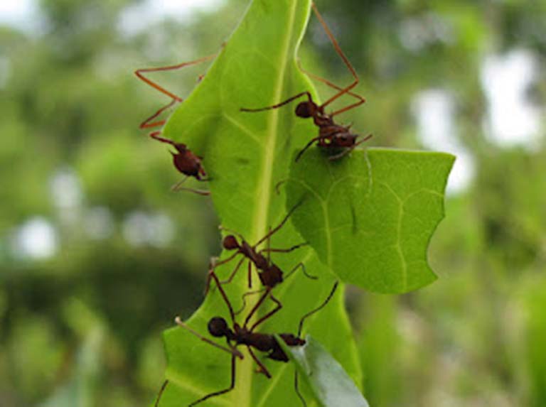 Los bachacos en tus plantas los puedes ahuyentar de esta manera