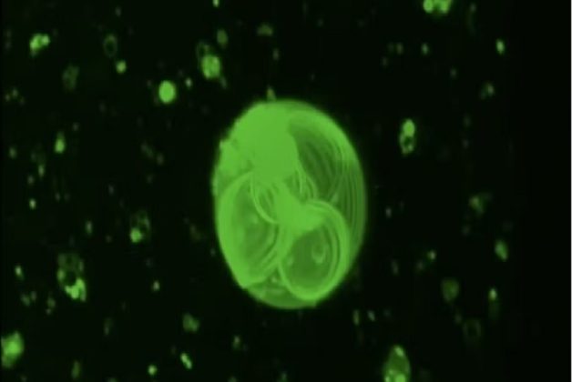 Las protocélulas pudieron dar origen a la vida en la Tierra