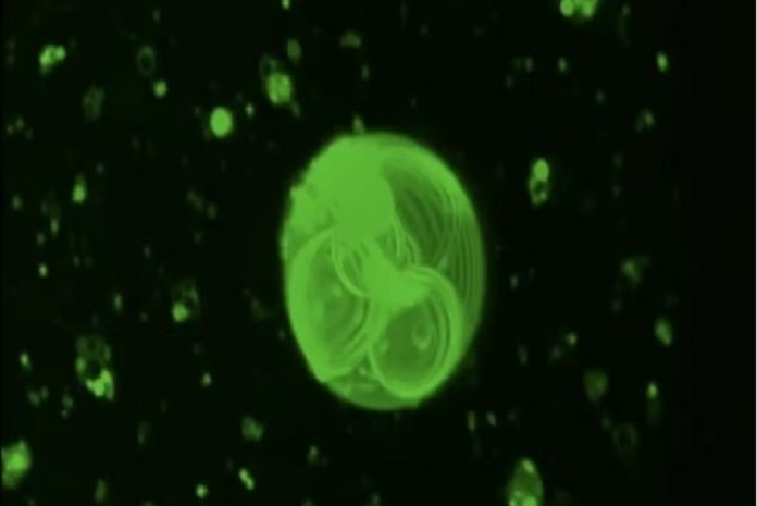 Las protocélulas pudieron dar origen a la vida en la Tierra