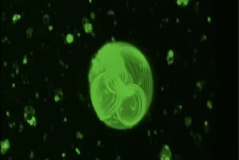 Las protocélulas pudieron dar origen a la vida en la Tierra